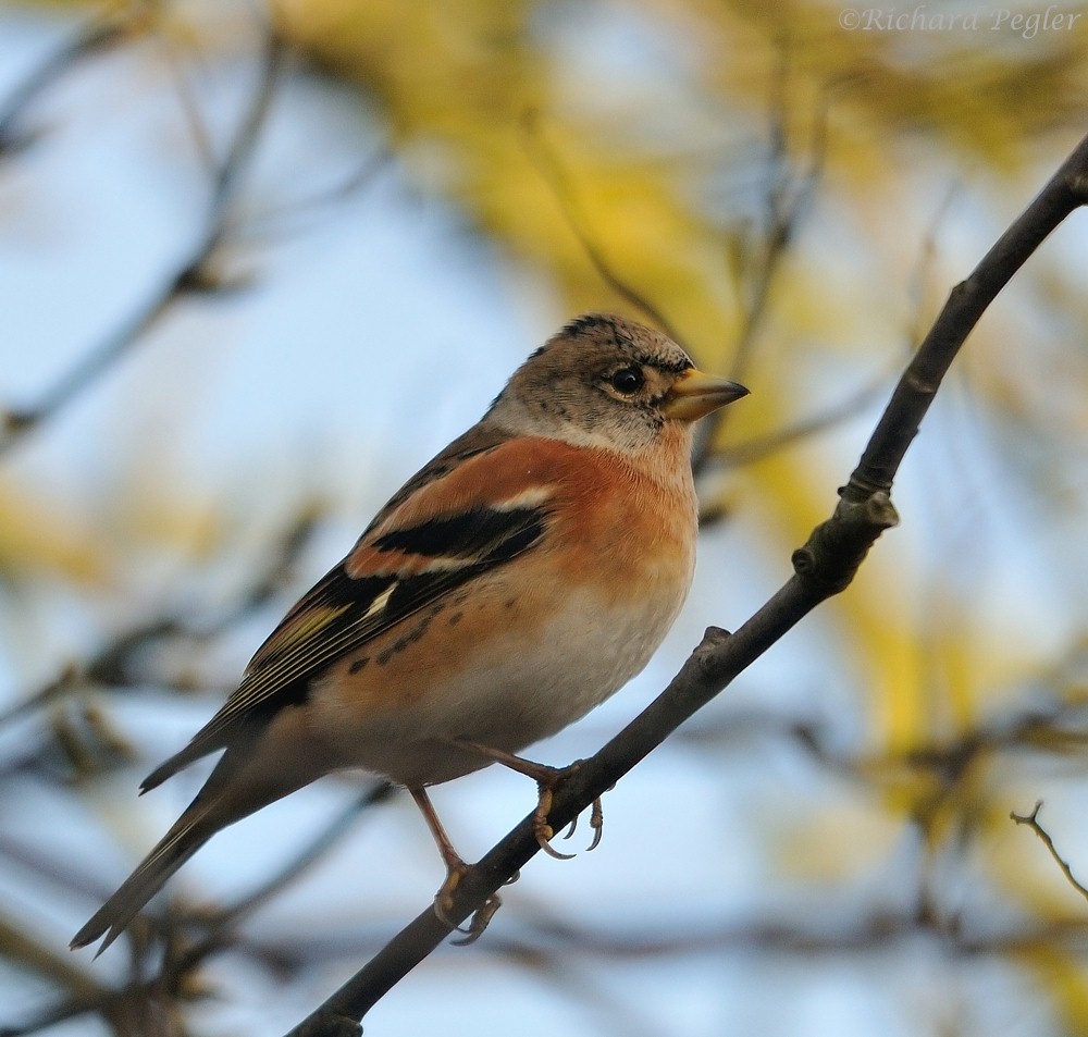 Pegler Birding: Bramblings - on 18th January, 2013