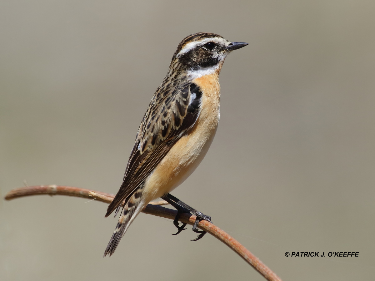 Raw Birds: WHINCHAT [Male] (Saxicola rubetra) Pelekaniotikos River ...