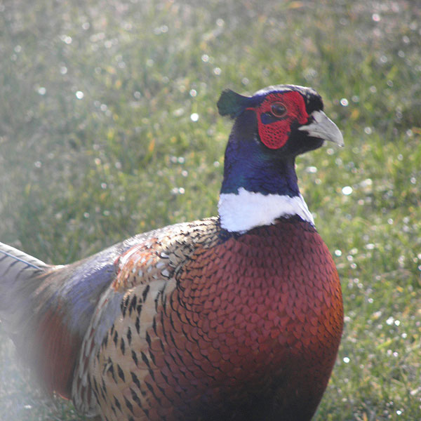 Doda's Creative Wanderings: Watch the Birdy