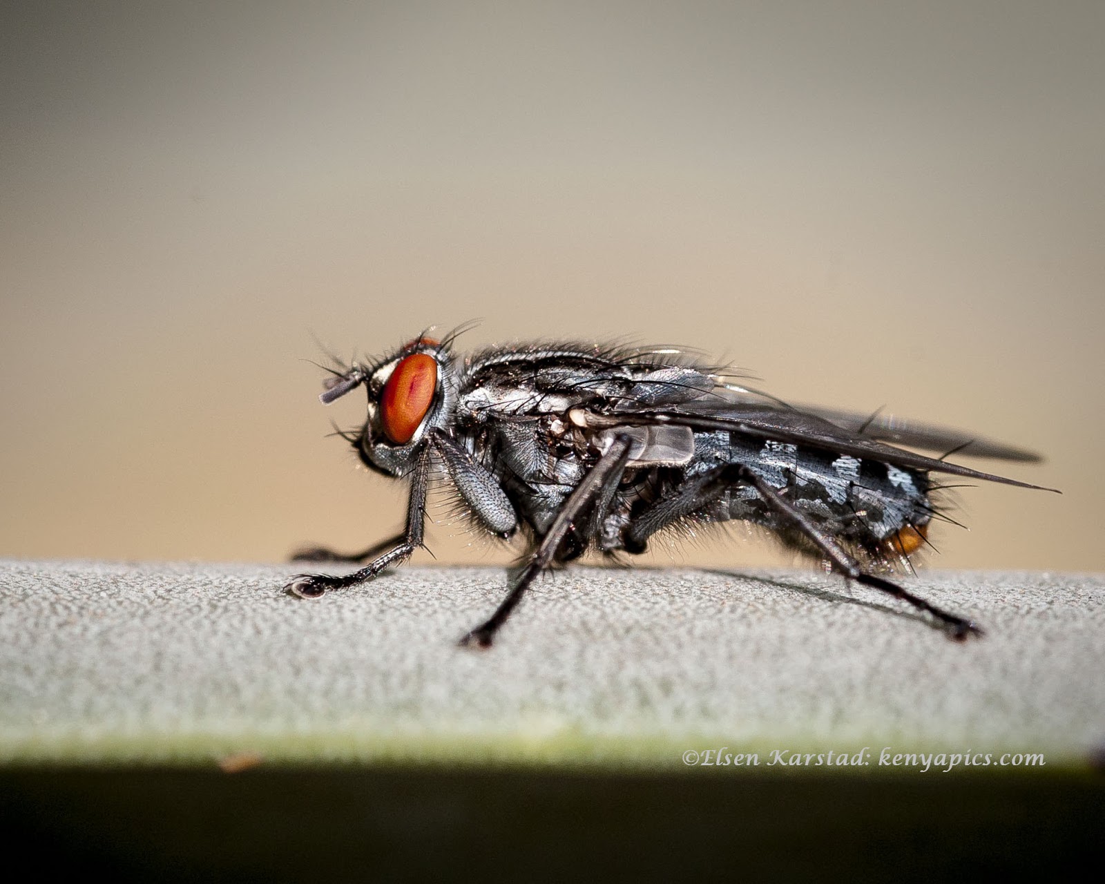 Elsen Karstad's 'Pic-A-Day Kenya': A Fly- Macro Photo, Nairobi Kenya