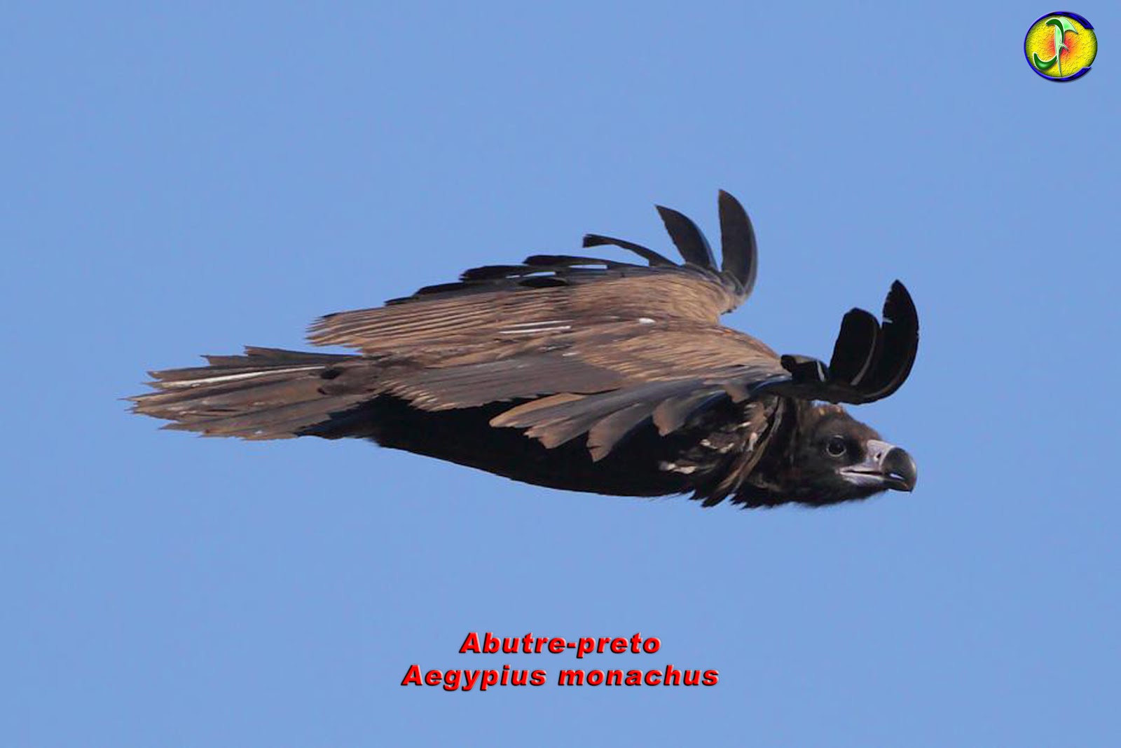 ORNITOLOGIA: Abutre-preto (Aegypius monachus)