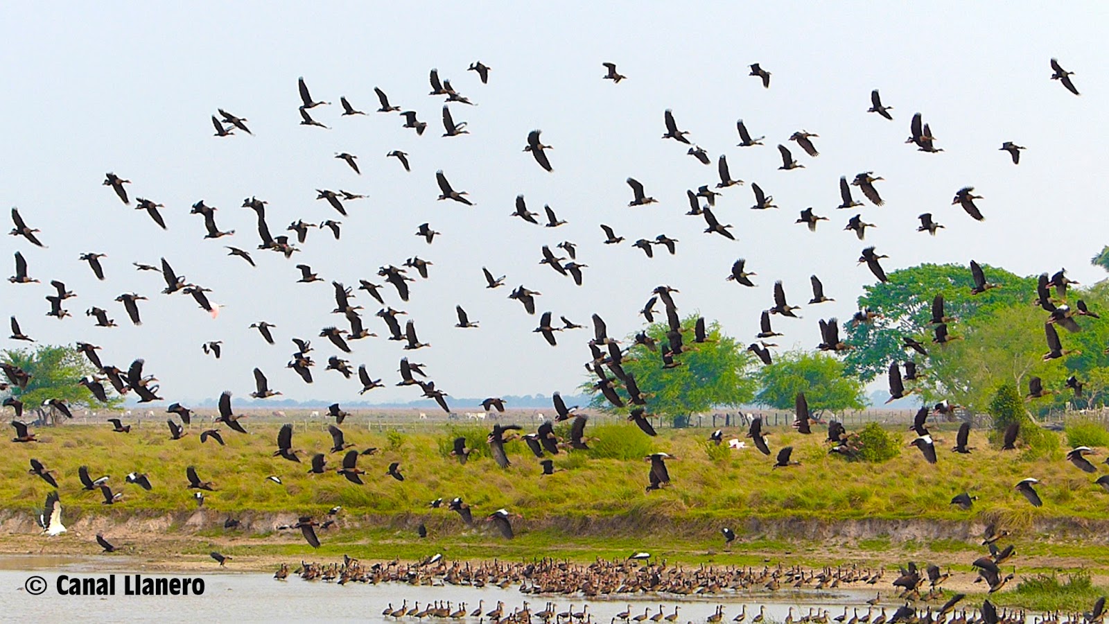 Canal Llanero : EL PÁTO GUIRE O GUIRIRÍ. (Dendrocygna viduata)