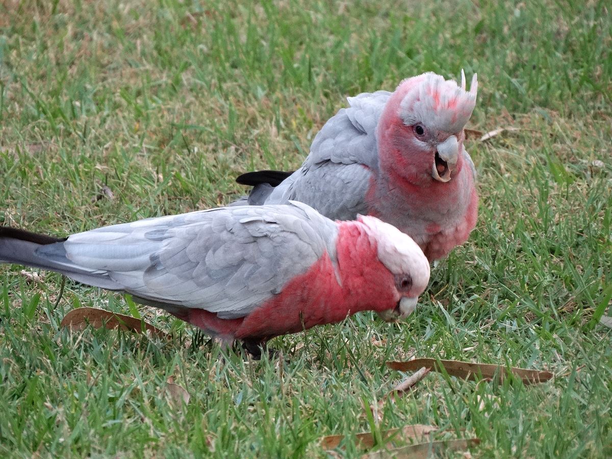 Snap Happy Birding: Galah