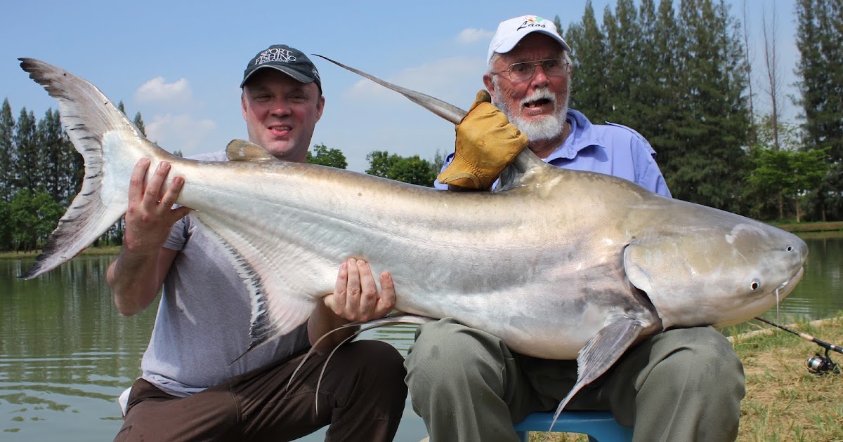 International Fishing News: THAILAND: huge 100 lb Chaophraya giant catfish