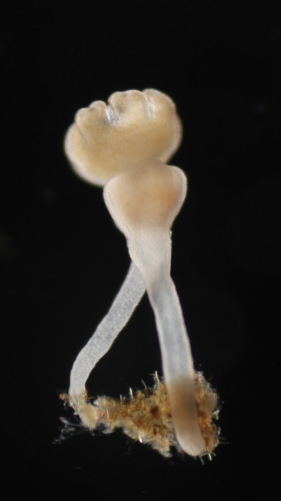 Developmental Biology in the Ocean 2013: Cephea cephea pt. 3