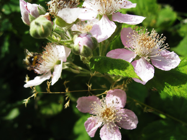 The Orchard Year: 2013