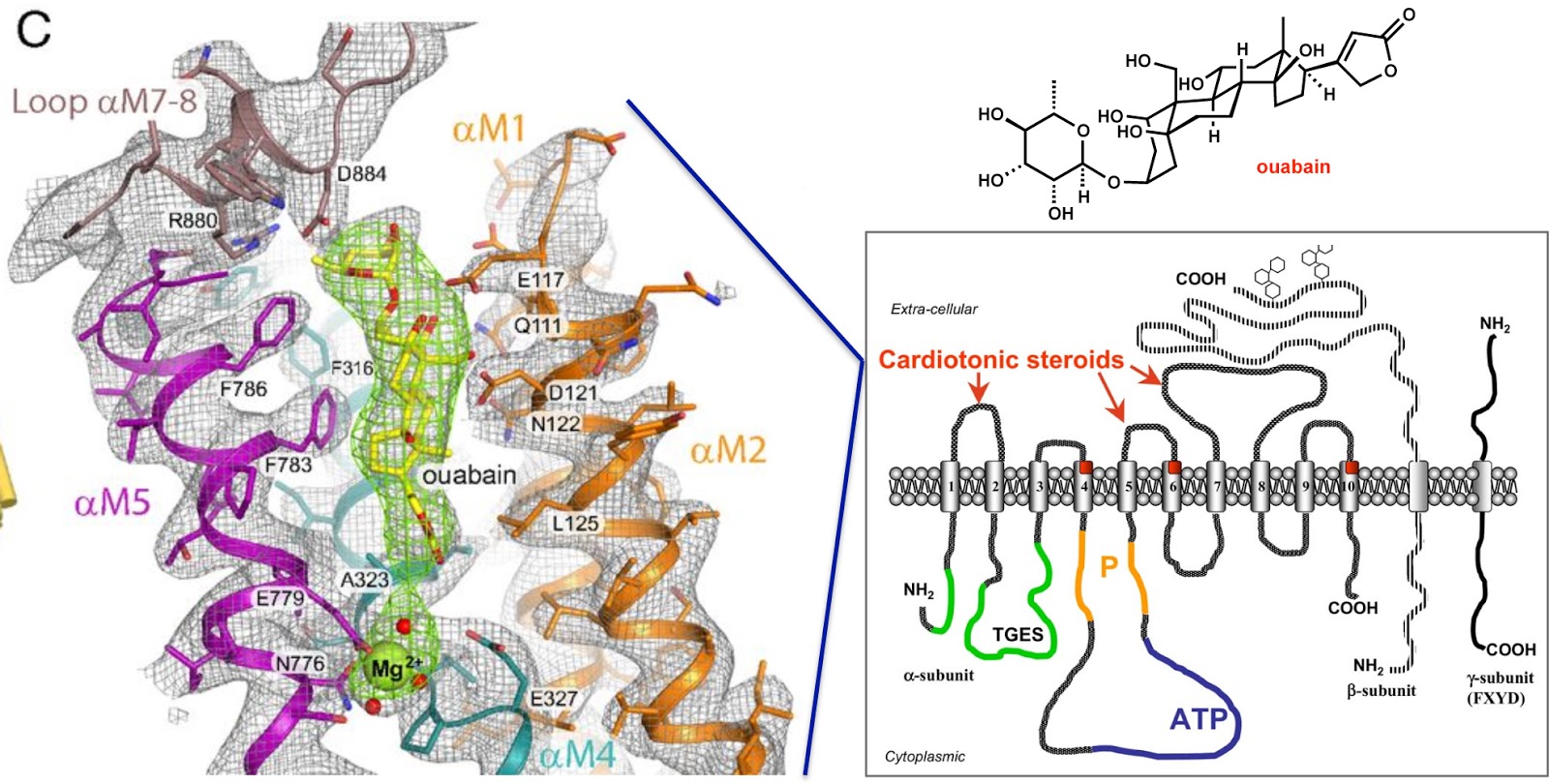modern steroid science: The Sodium-Potassium Pump, “Neoglycosylation ...