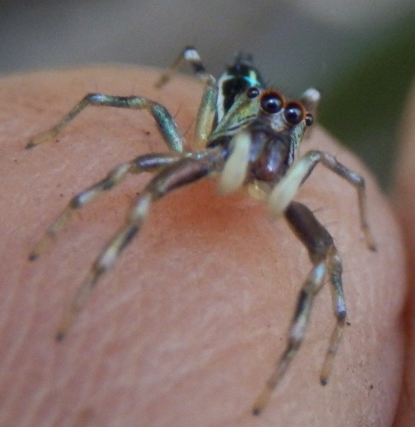 News from Coquette Point