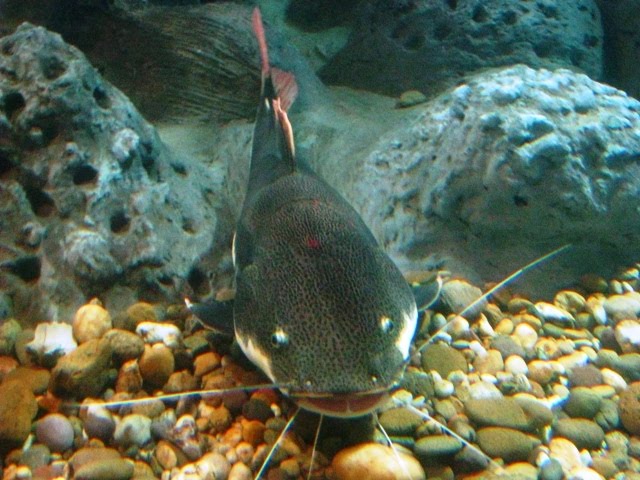 Nong Khai's Aquarium - A Closup look At The Mekong River Fish