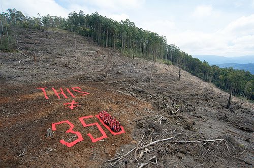Logging of Victorian mountain ash forests increases bushfire risk