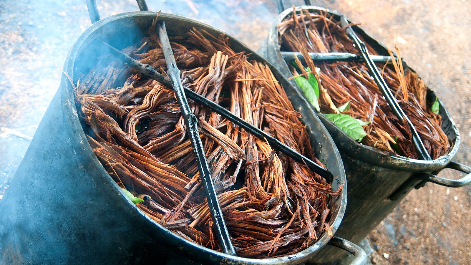 Ayahuasca - Ayahuasca Tea Recipe - Recipe Choices