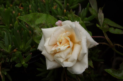 My Virtual Maryland Garden: Rosa 'Safrano'