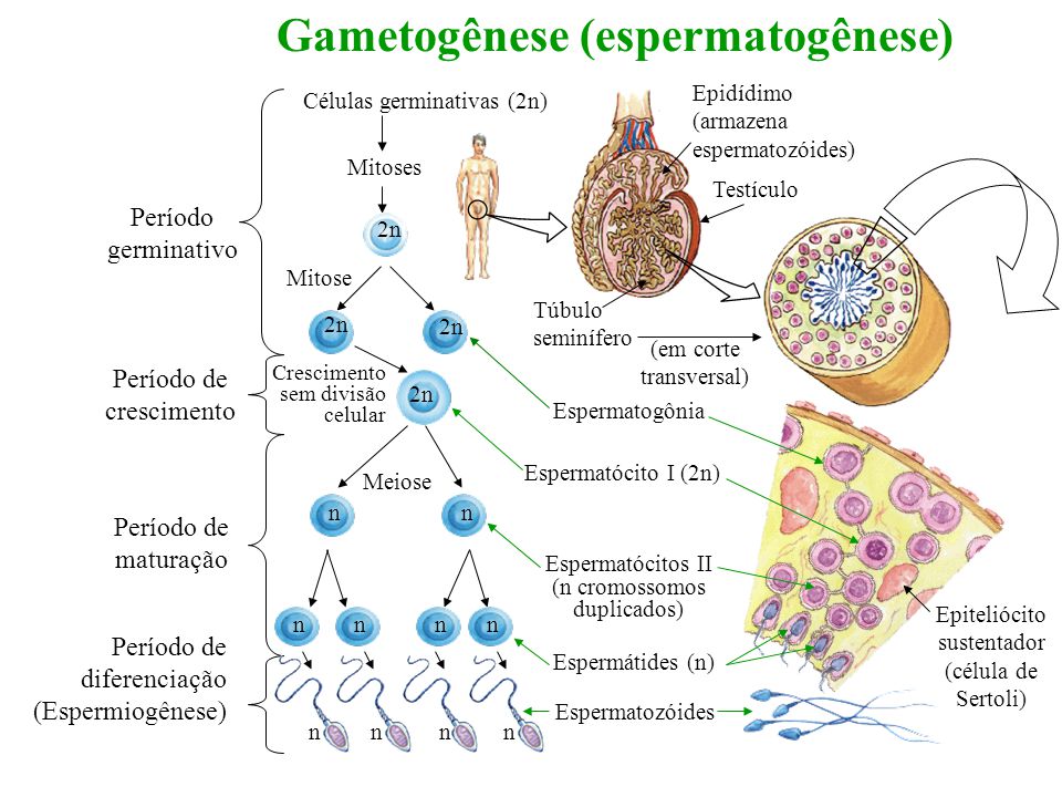 Resumo: Gametogênese | Sou de Biológicas