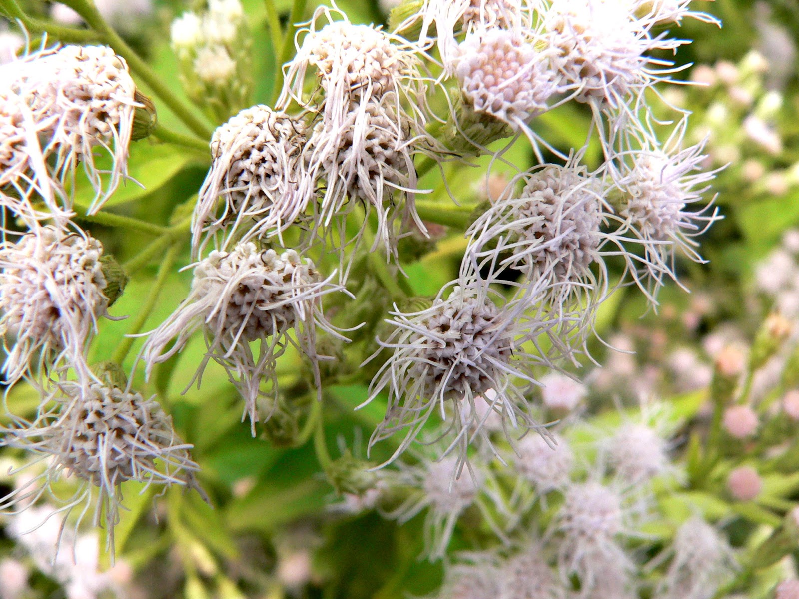 Aggregata Plants & Gardens