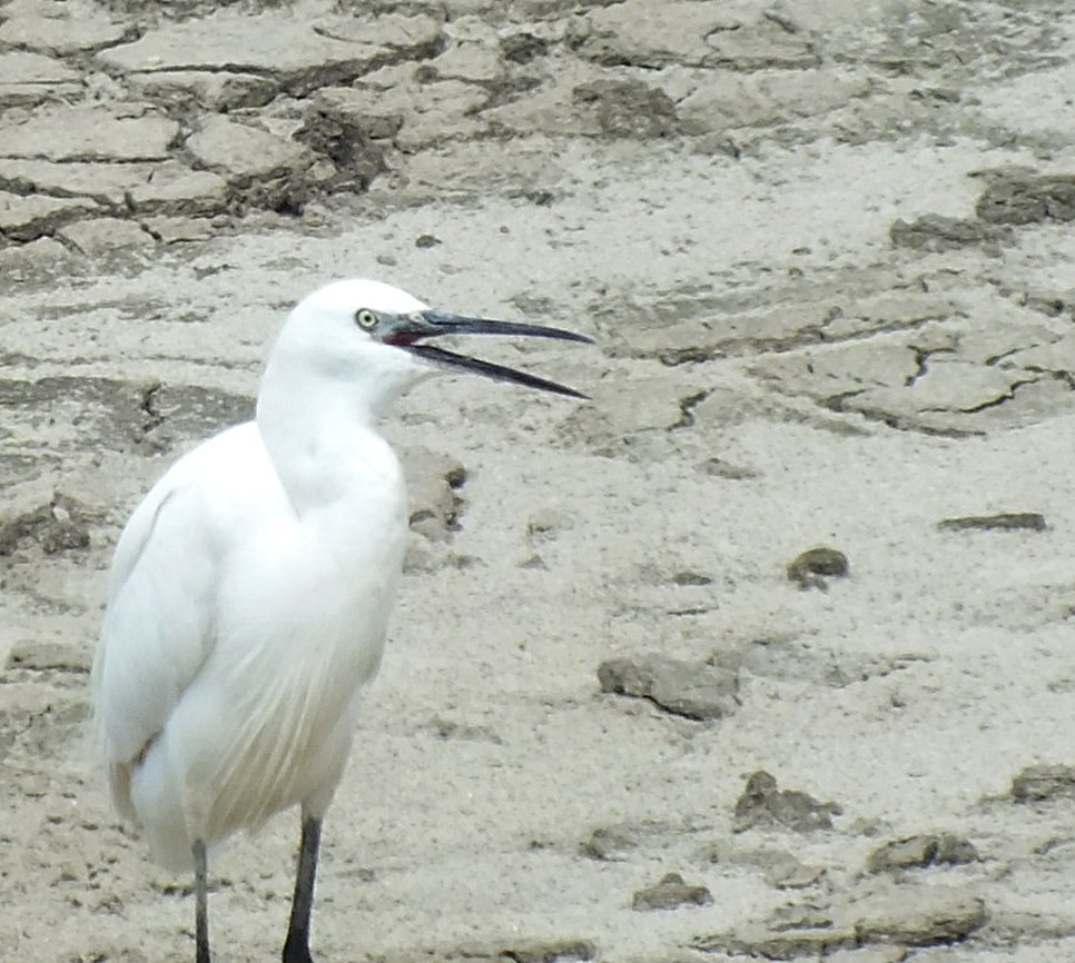 Jurnal unui desculț : zile toride, foarte cald, prigoria, dumbraveanca ...