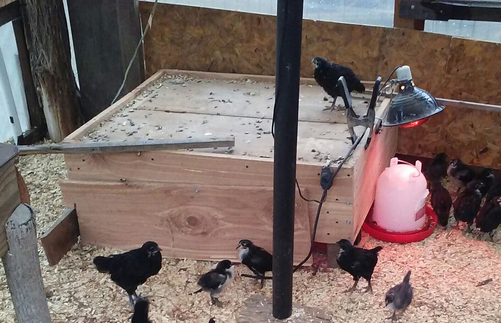 Building A Ohio Brooder For Chicks