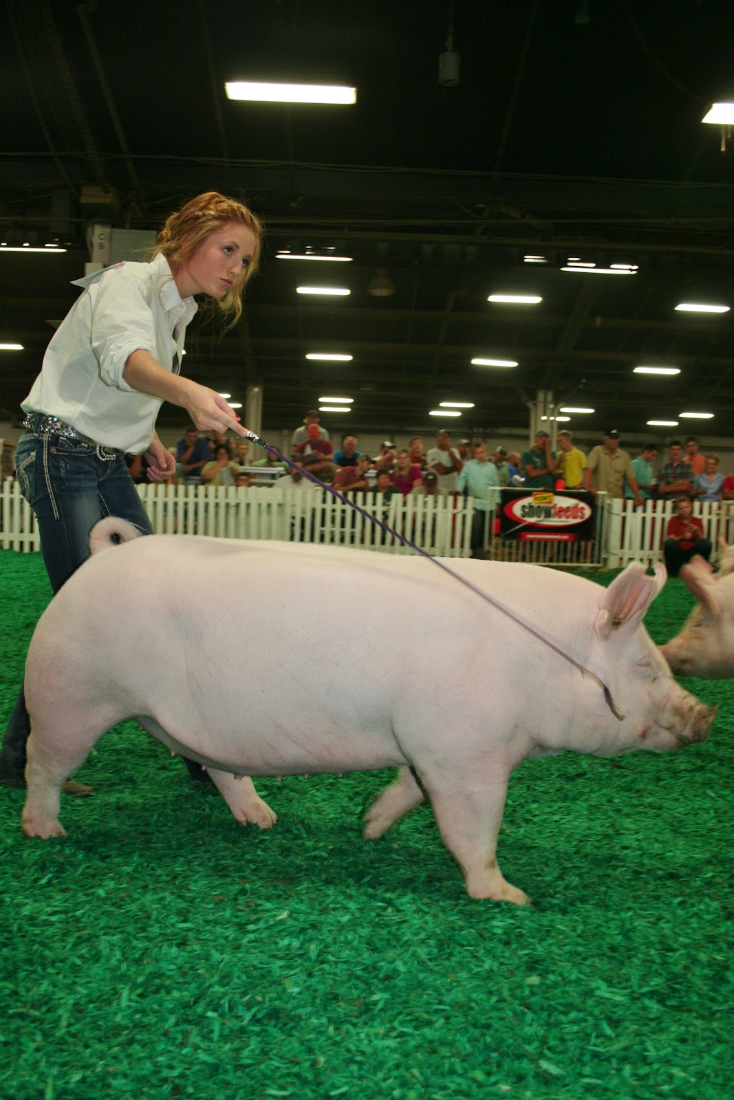NSR Show & Sale Results: NSR Summer Spectacular Junior Yorkshire Gilt ...