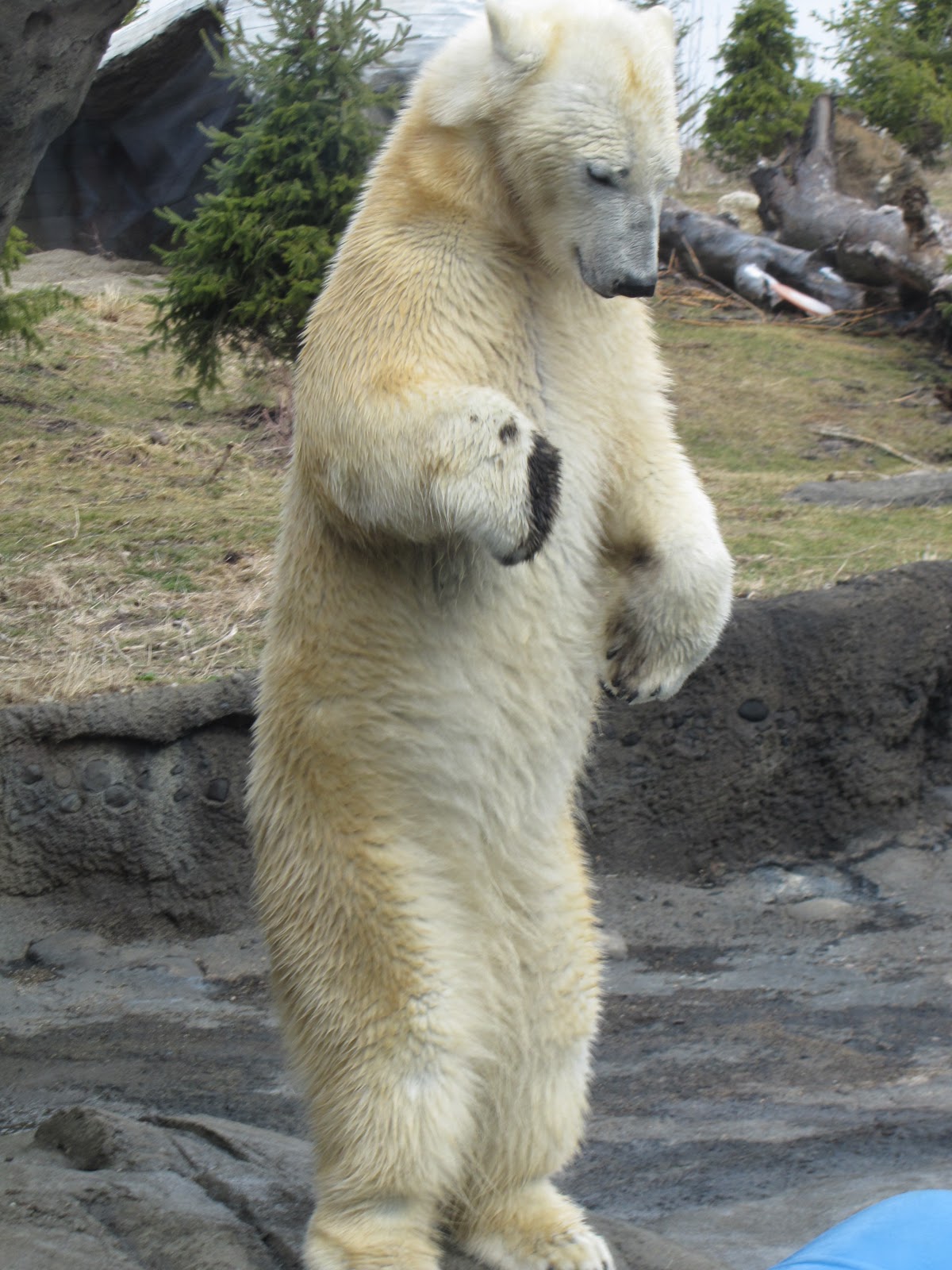 My Polar Bear Friends and Friends of Polar Bears: Top Honors for Polar ...