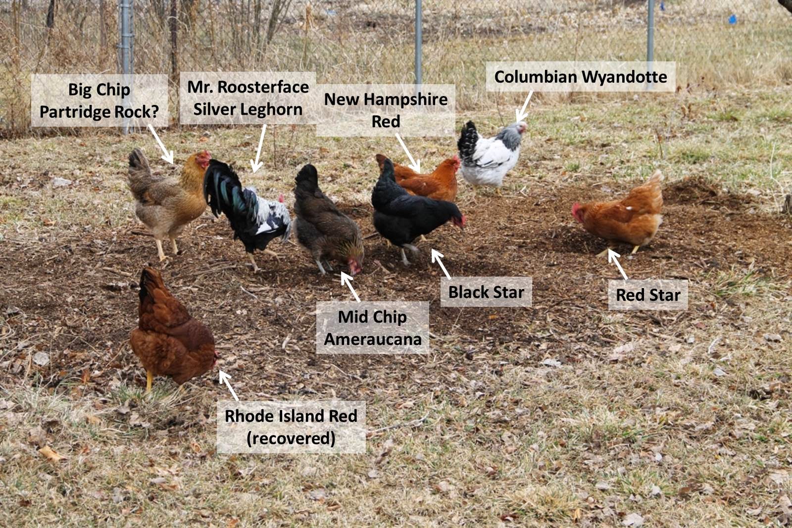 The Homestead Laboratory: Keeping Track of Egg Production