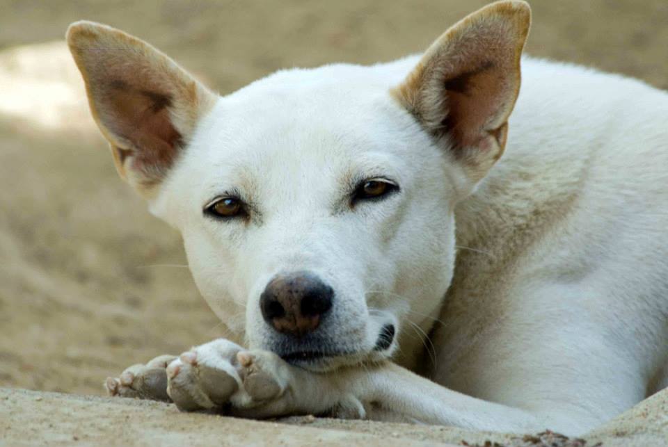 Wild born Canaan dogs of Saudi Arabia: 2017
