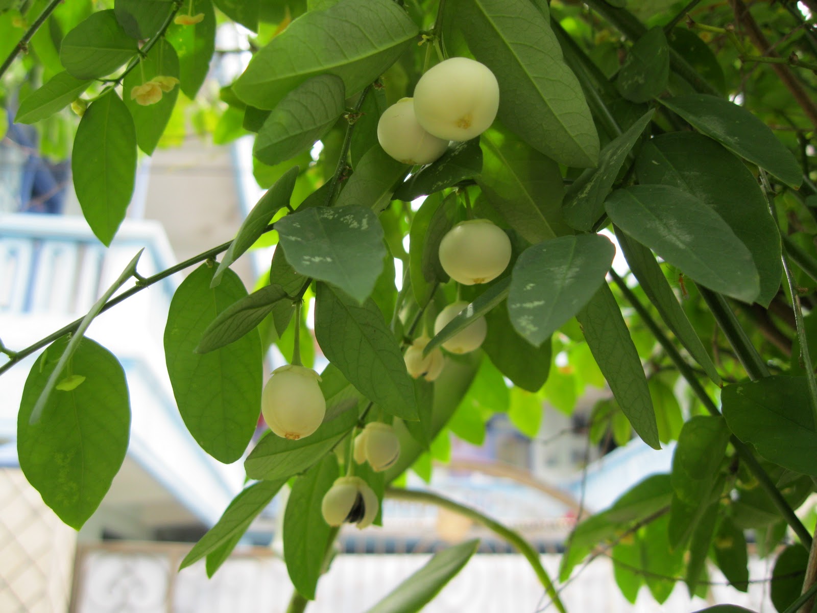 OTAK - ATIK ELEKTRONIK: Manfaat Daun Katu(k) dan Cara Unik ...