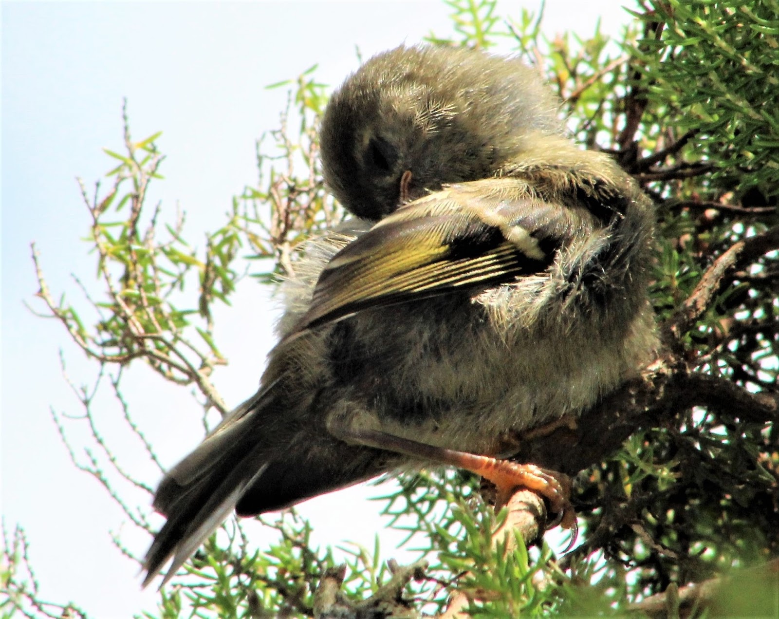 TERRA DAS AVES: Tentilhão-dos-Açores (Fringilla coelebs moreletti ...