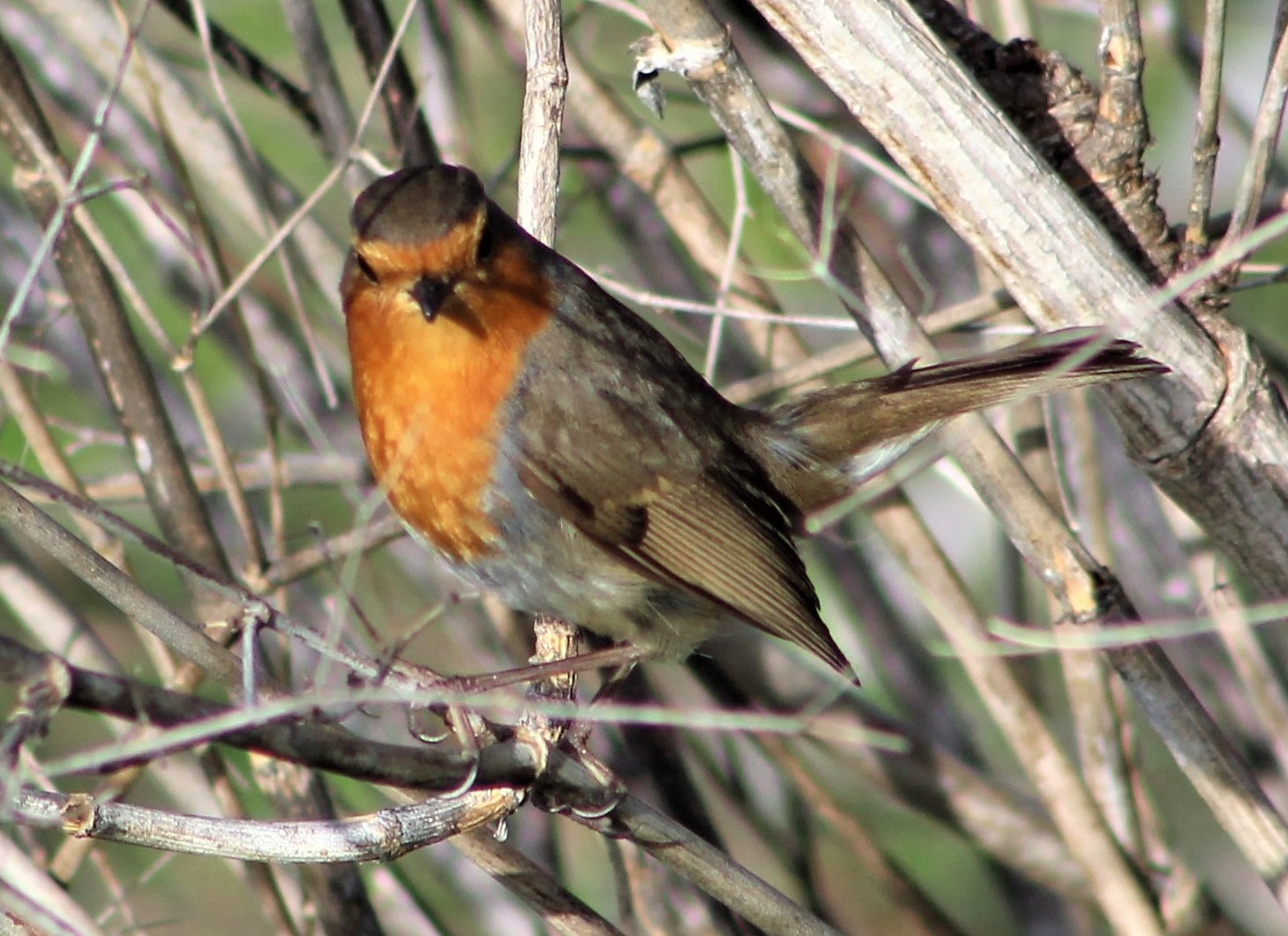 Imagens da vida animal: Pisco-de-peito-ruivo (Erithacus rubecula)
