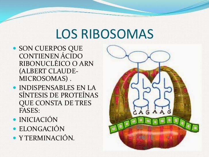 La Célula: Ribosoma
