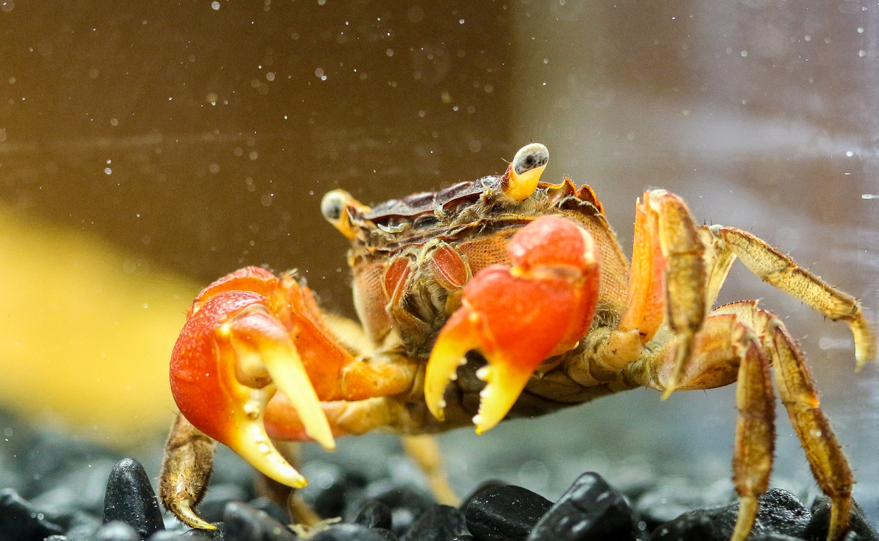 Mud Crab Soft Shell Farming and Production System - Soft Shell Crab ...