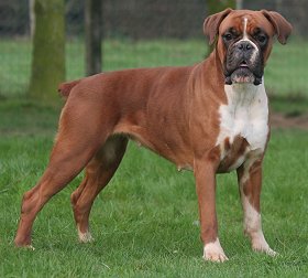 The World’s Top 10 Dog Breeds. ~ Top 10