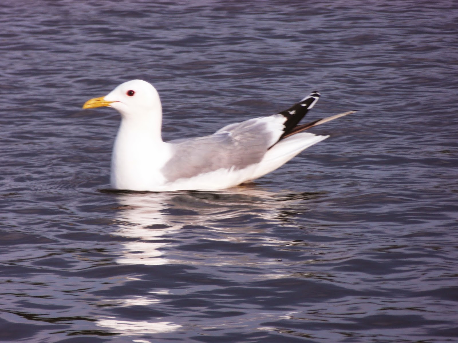 Annen jutut: KALALOKKI larus canus