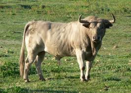 DOS OREJAS Y RABO: PELAJES DEL TORO DE LIDIA: JABONEROS