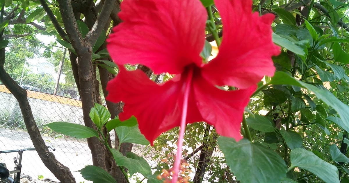 Lord Ganesha Worship for Bhakti and Mukti