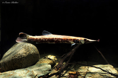 Mania de Aquário: Bicuda (Boulengerella sp.)