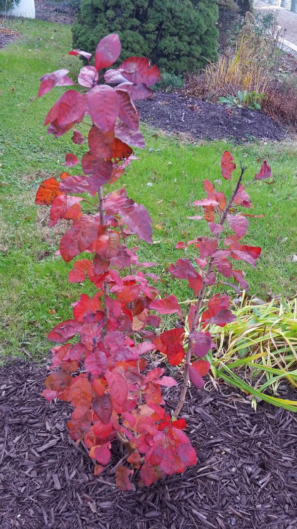 Future Plants by Randy Stewart: Cotinus - Smoketree