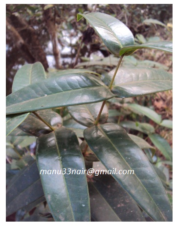 papanasini: Memecylon malabaricum (Kayampoo)