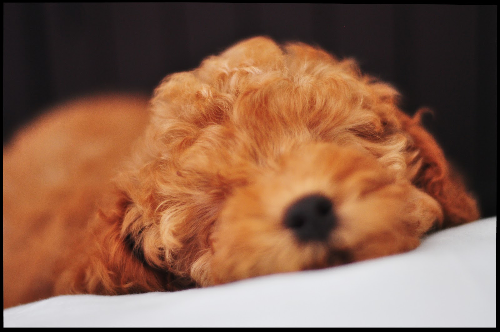 Velvet Chan The Cutest Pup