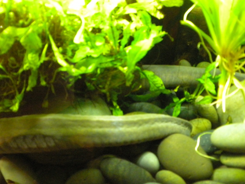 The Zoo Review: Species Fact Profile: Aquatic Caecilian (Typhlonectes ...