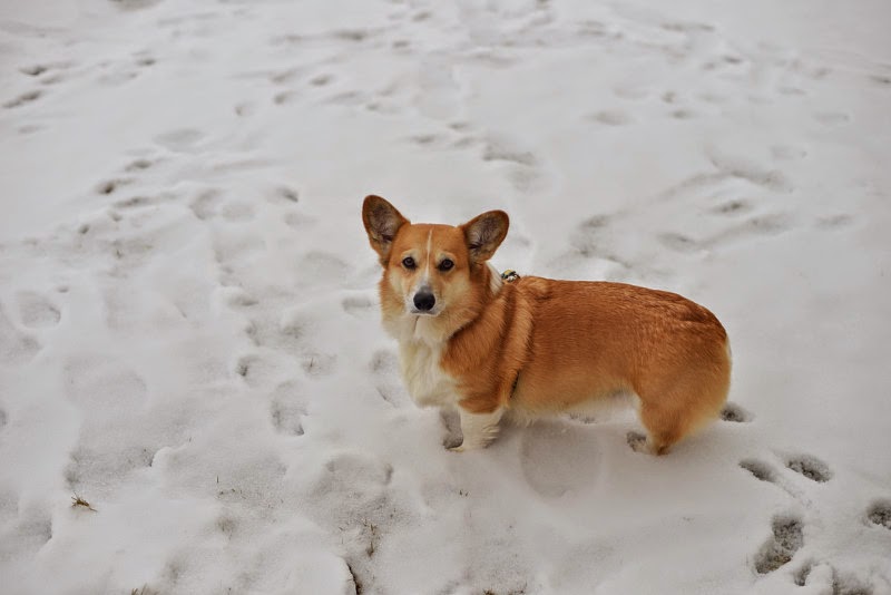 Japanese Corgi Life