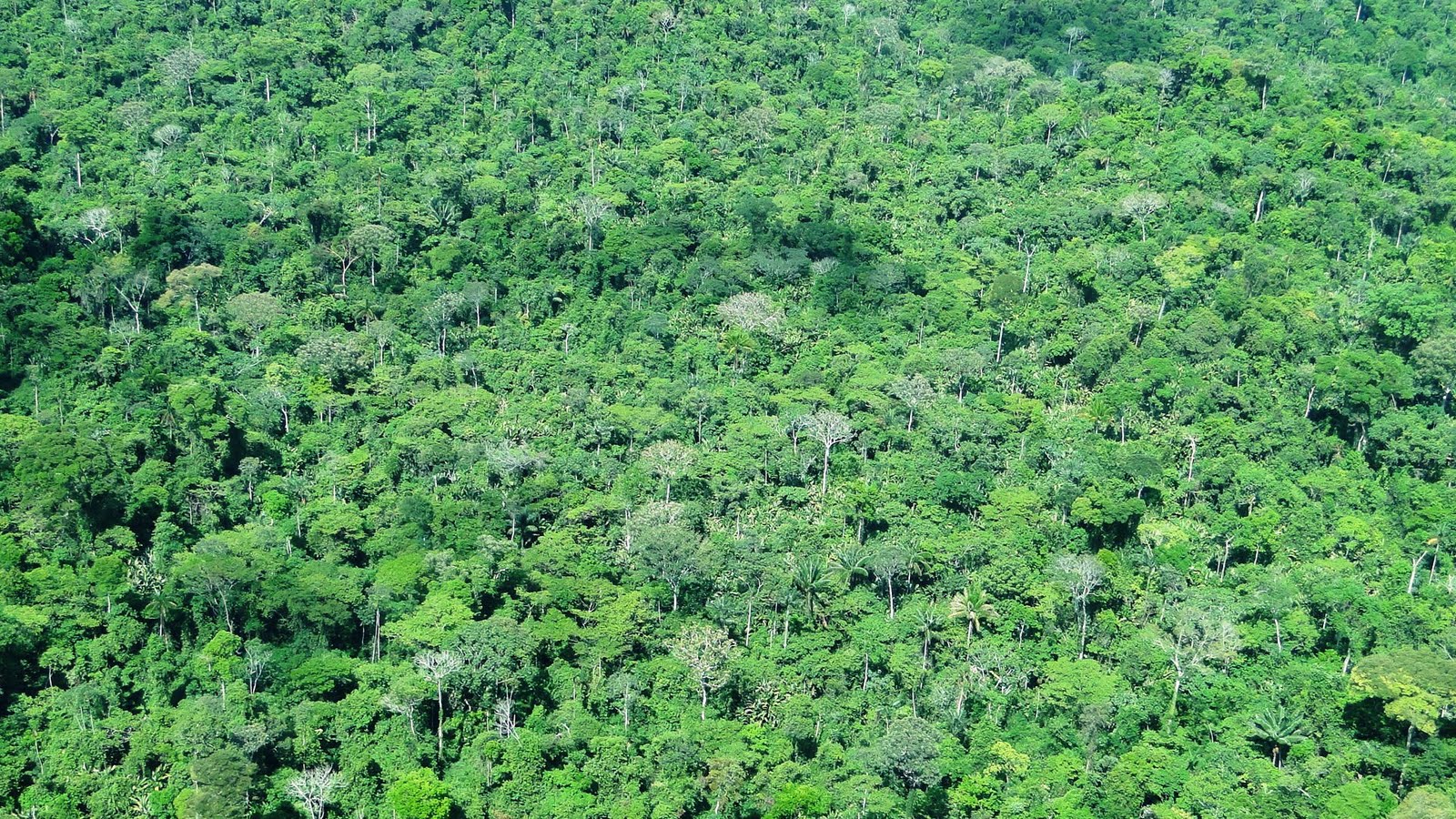 RESERVA FLORESTAL OU RESERVA NATURAL