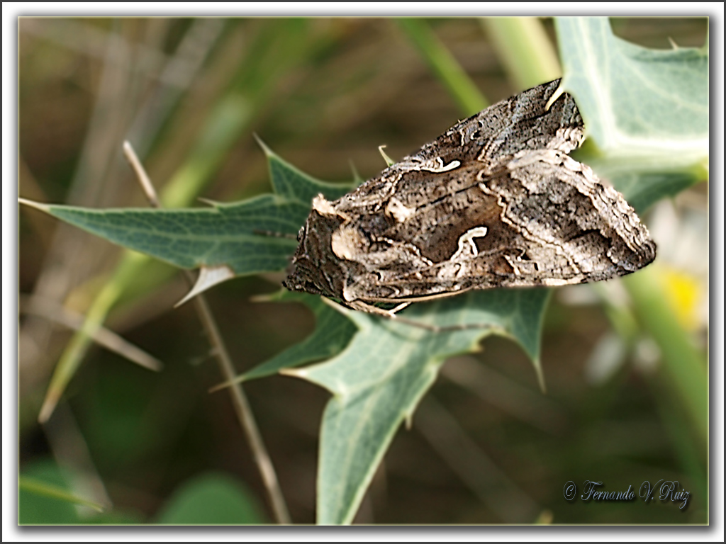 Insectos de La Rioja: Autographa gamma (Plusia)
