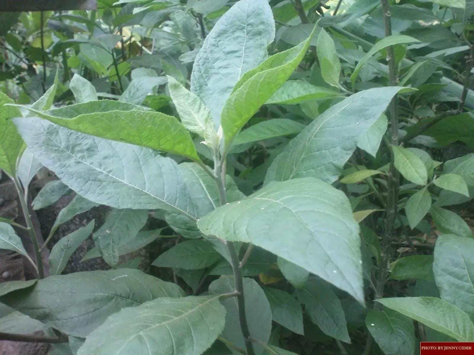 Health Benefits Of Bitter Leaf (Vernonia amygdalina) ~ Tasly Health ...