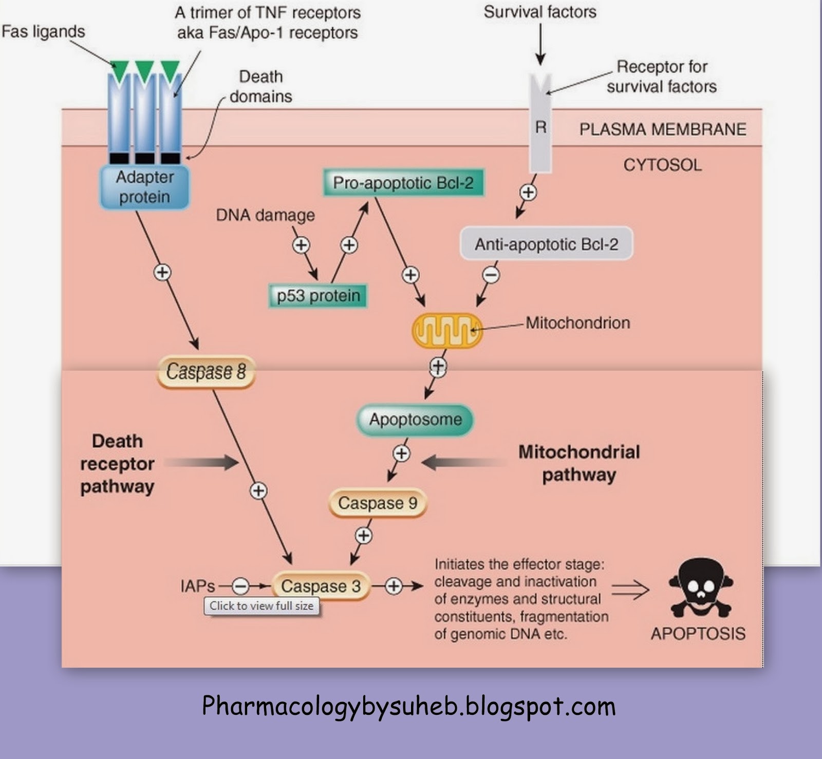 The Death Receptor Pathway
