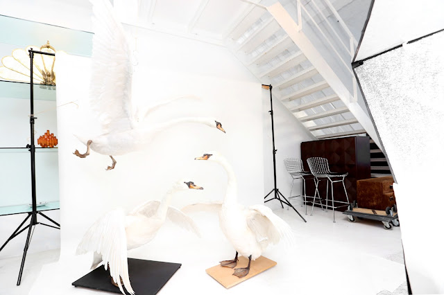 GOLDWOOD by Boris: BIRDS @ studio Goldwood