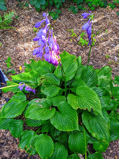 Ventricosa: Purple Hosta Flowers on Glossy Green Foliage - August 2020