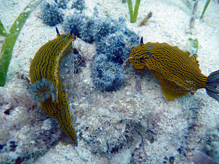 Zebra Slug (Hypselodoris zebra)