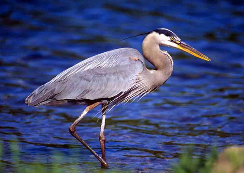 Beautiful Bangladesh: Birds of Bangladesh