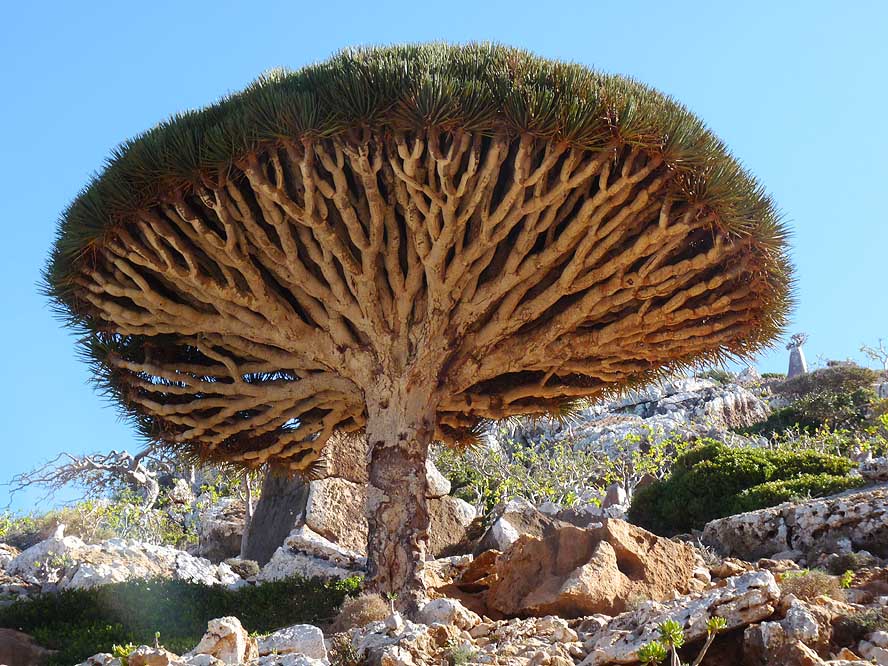 Socotra(Suqutra)- the perfect happiness island
