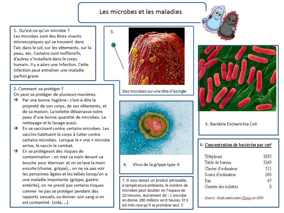 La contamination par les micro-organismes - cycle 4