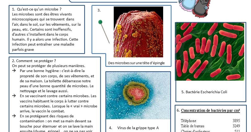 La contamination par les micro-organismes - cycle 4